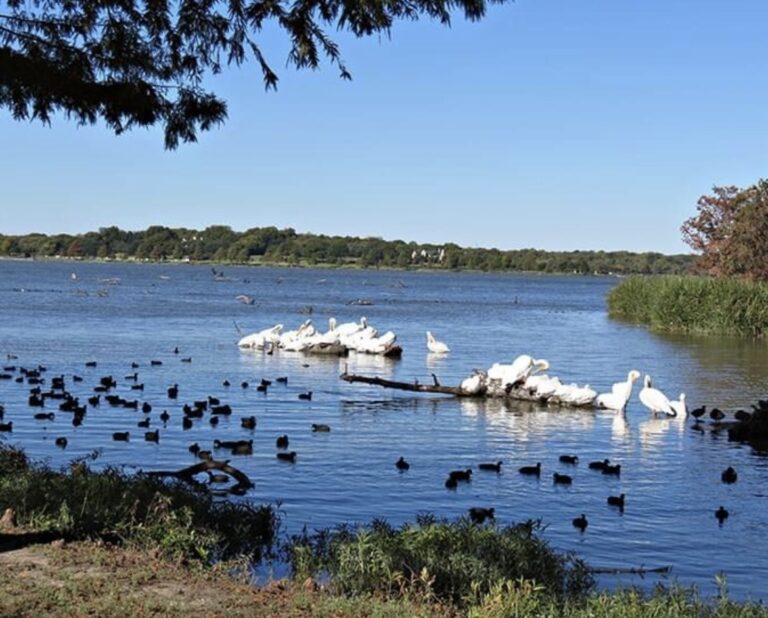 City Hall Roundup: Activities Resume at White Rock Lake After Sewage ...