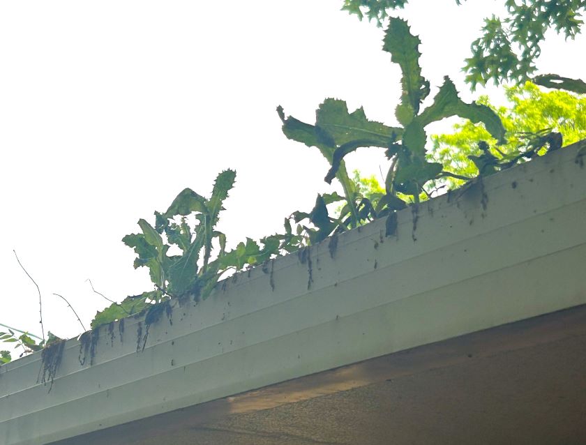 A DIY Home Project Makes a Great Last-Minute Mother’s Day Gift ...