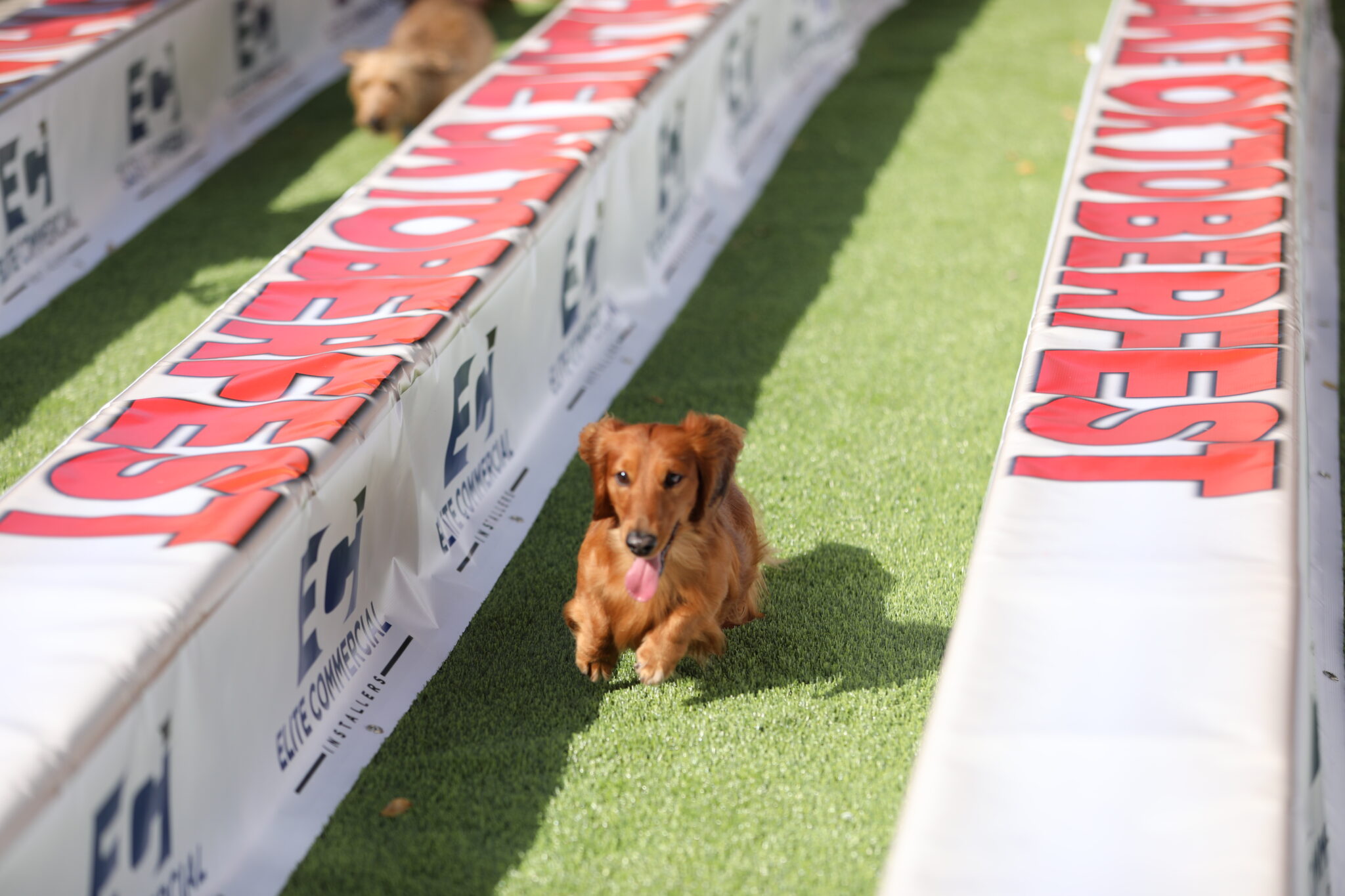 Southlake's Oktoberfest is Ready For Pickleball And Weiner Dog Races in ...