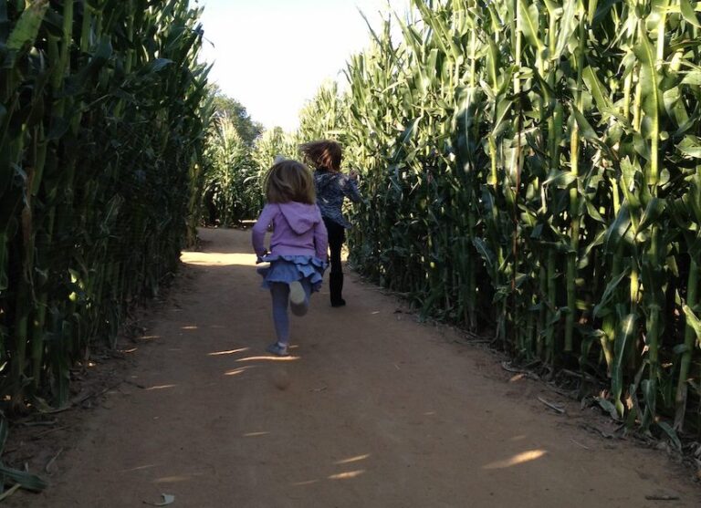 Get Lost in a Grapevine's Corn Maze For Fall Fun - CandysDirt.com