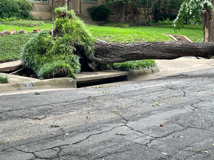 Are You Barking up the Wrong Tree About Storm Damage? - CandysDirt.com